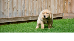 Healthy Dog Poop: What It Should Look Like and When to Worry
